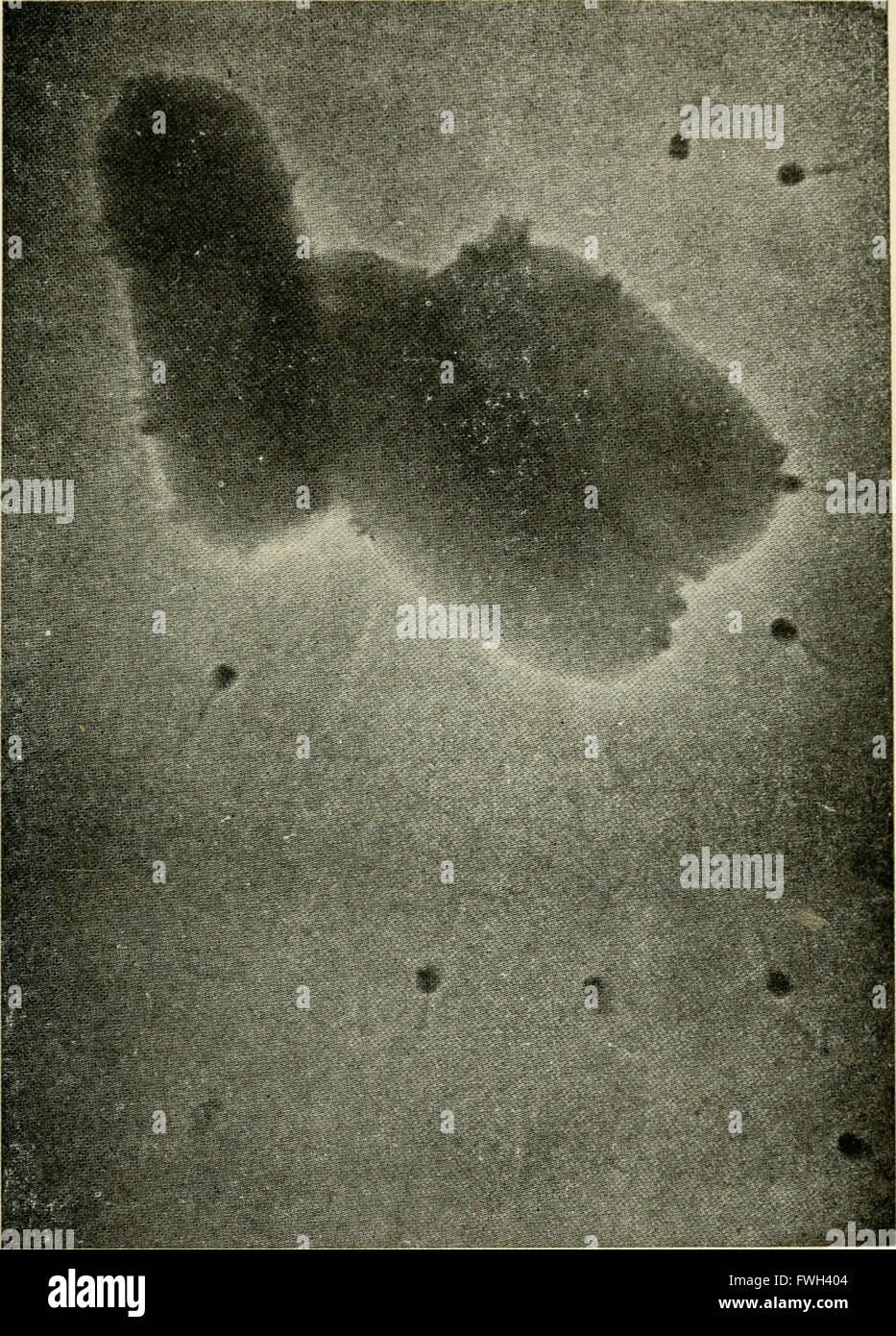 Electron microscope drawing hi-res stock photography and images - Alamy