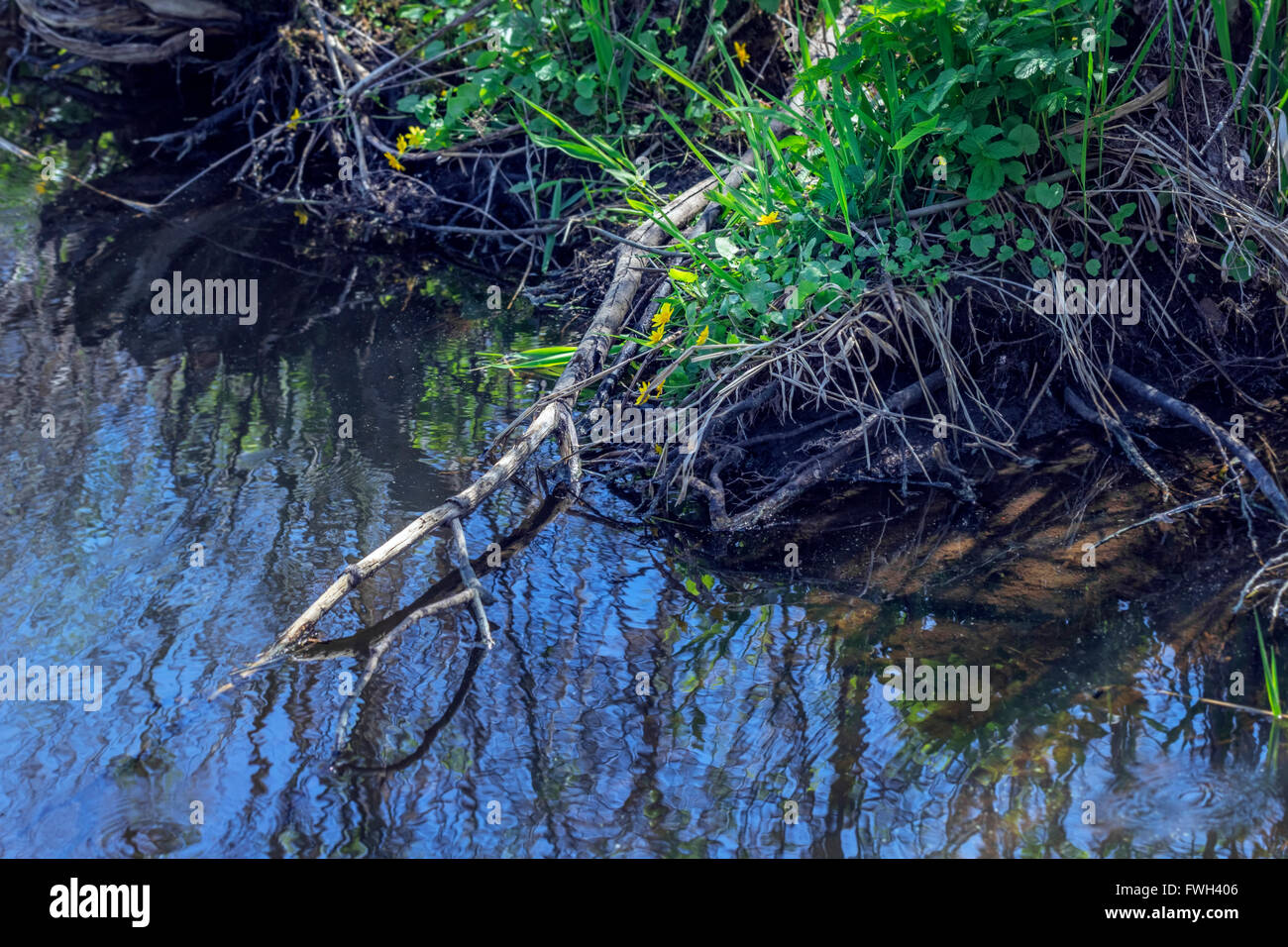 Branch of tree by water at spring day Stock Photo - Alamy
