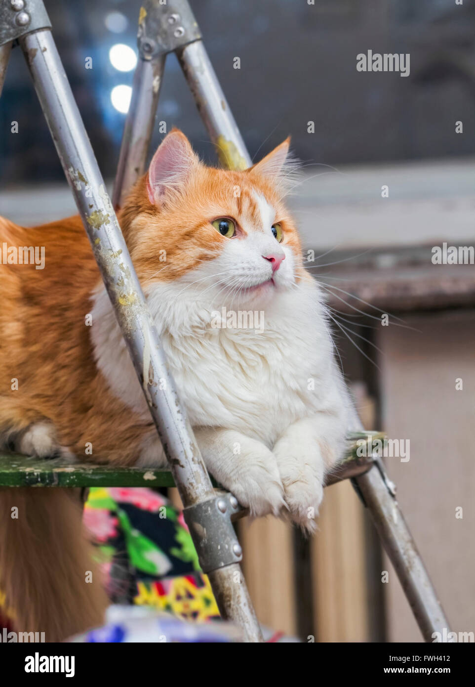 Cat ladder hi-res stock photography and images - Alamy