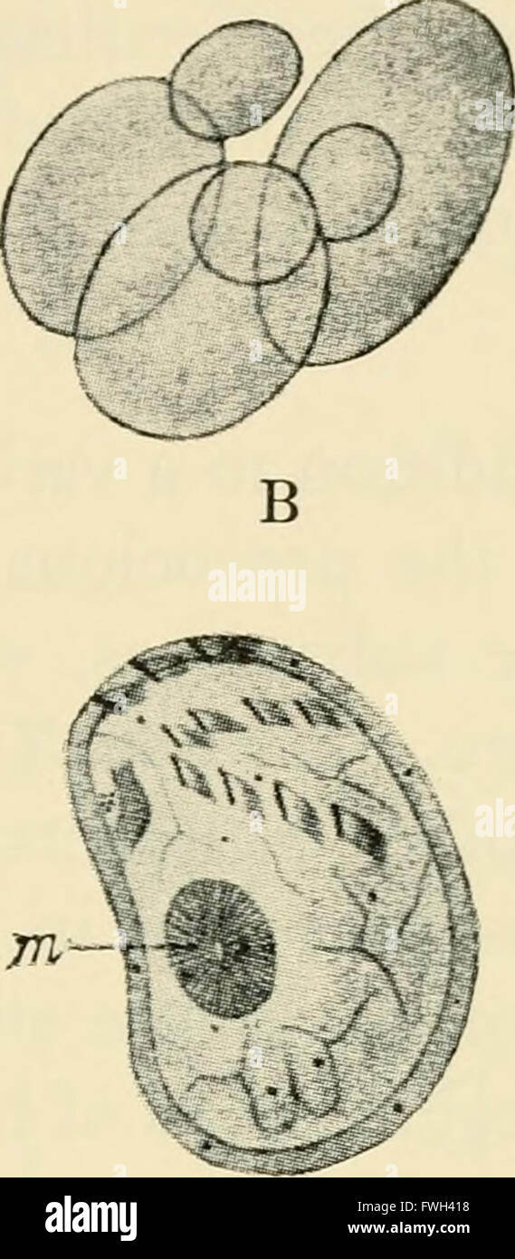 'The Elements of Experimental Embryology' (1963) explores the processes ...