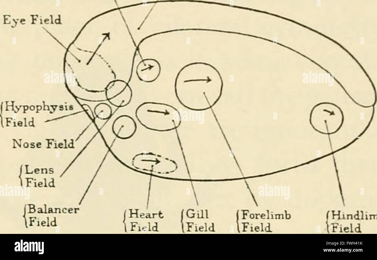 'The Elements of Experimental Embryology' (1963) provides an in-depth ...