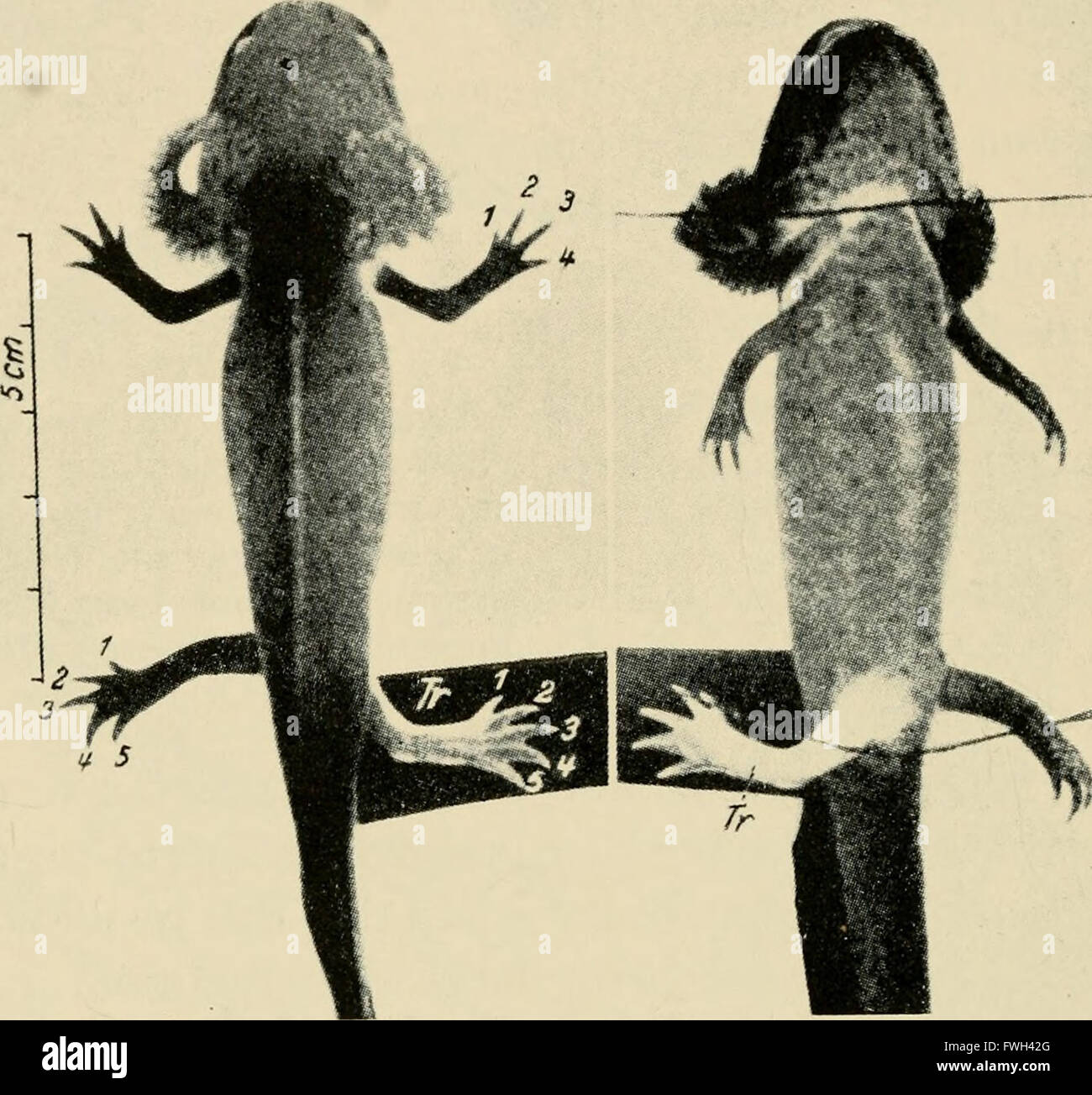 This 1963 work provides a comprehensive overview of experimental ...