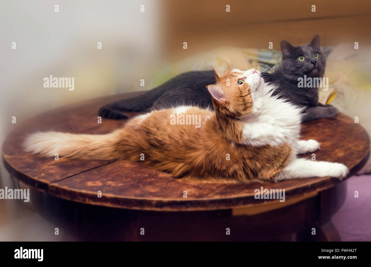 Table colors hi-res stock photography and images - Alamy