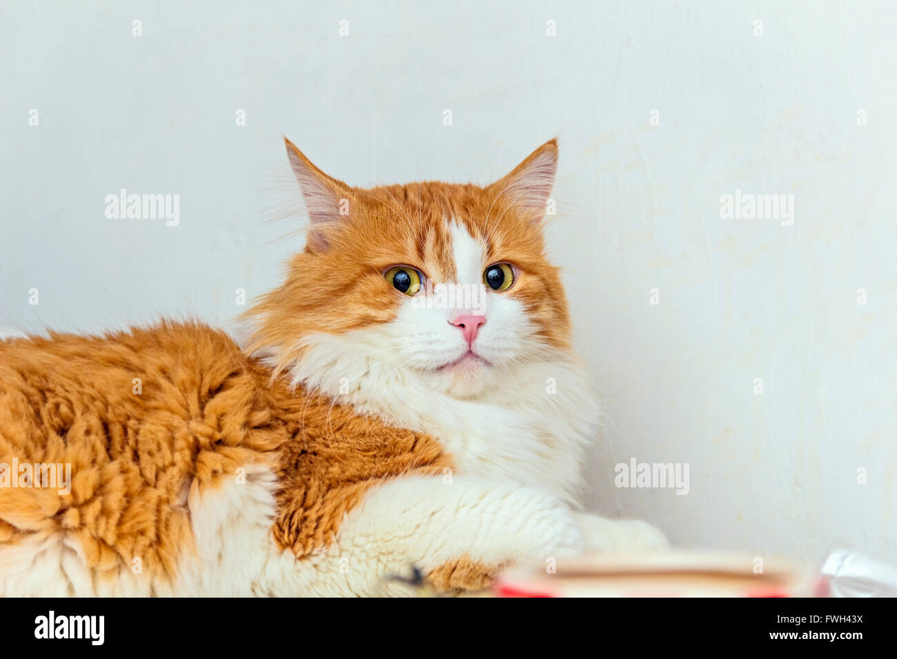 Nice big red cat in disbelief on light background Stock Photo - Alamy