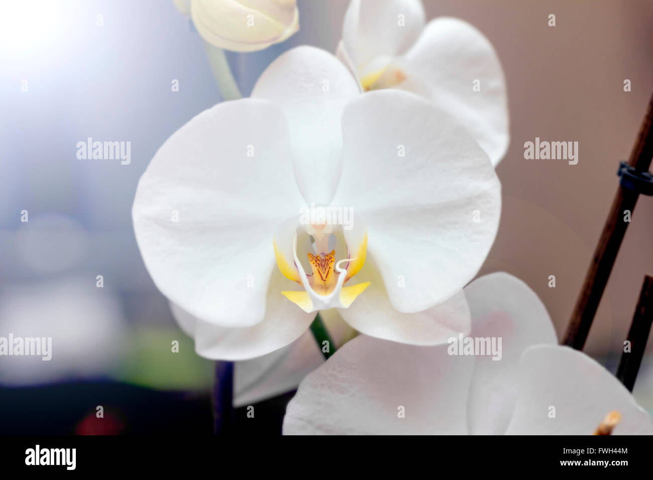Super close up of orchid flowers hi-res stock photography and images ...