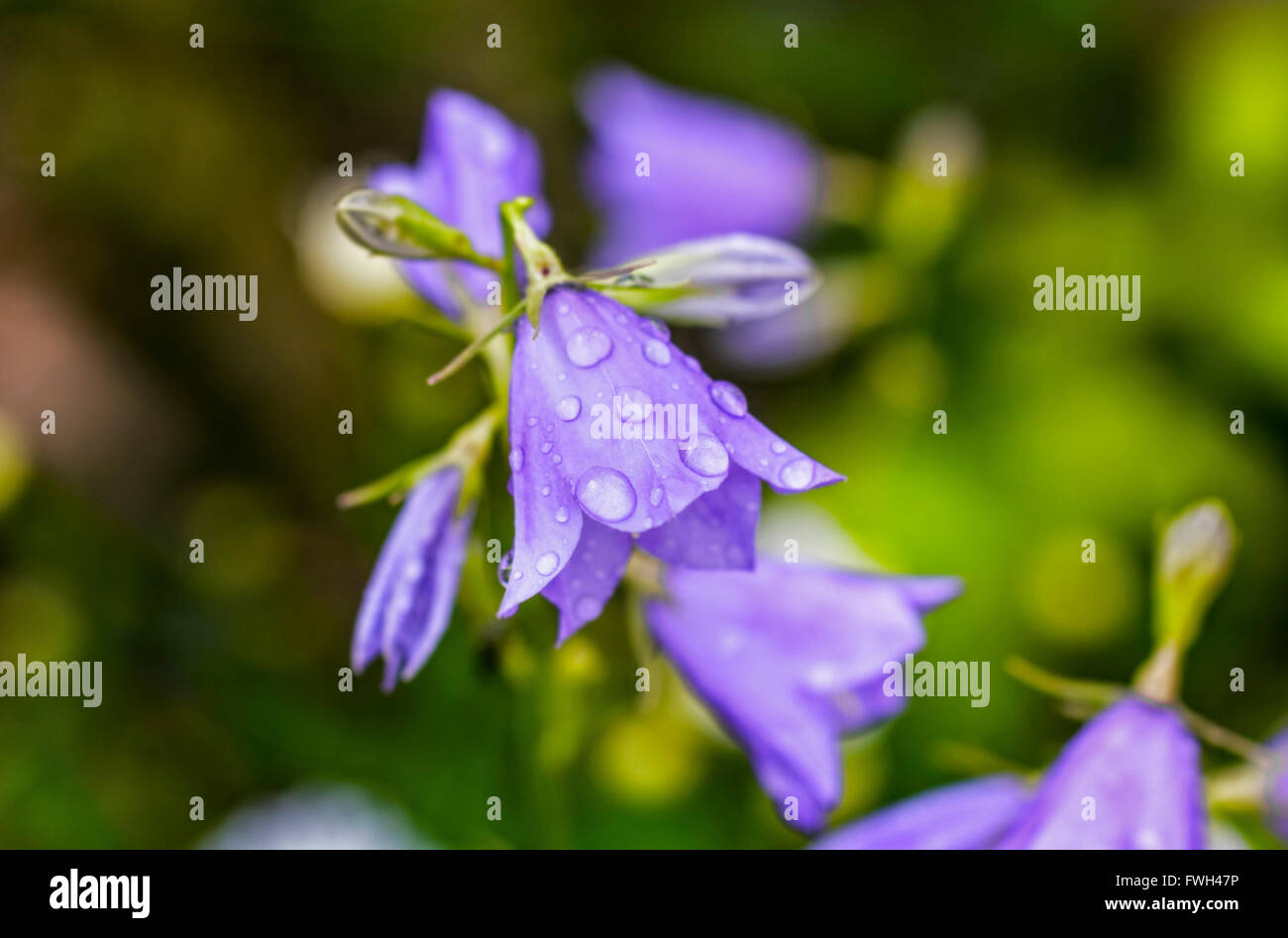 Dew drops on blue bell garden at summer background Stock Photo - Alamy