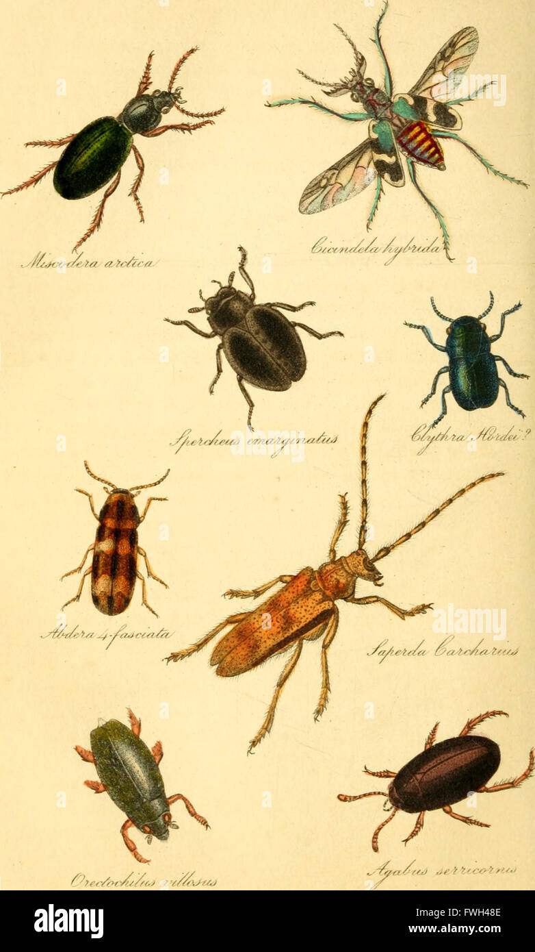 The entomologist's text book - an introduction to the natural history ...