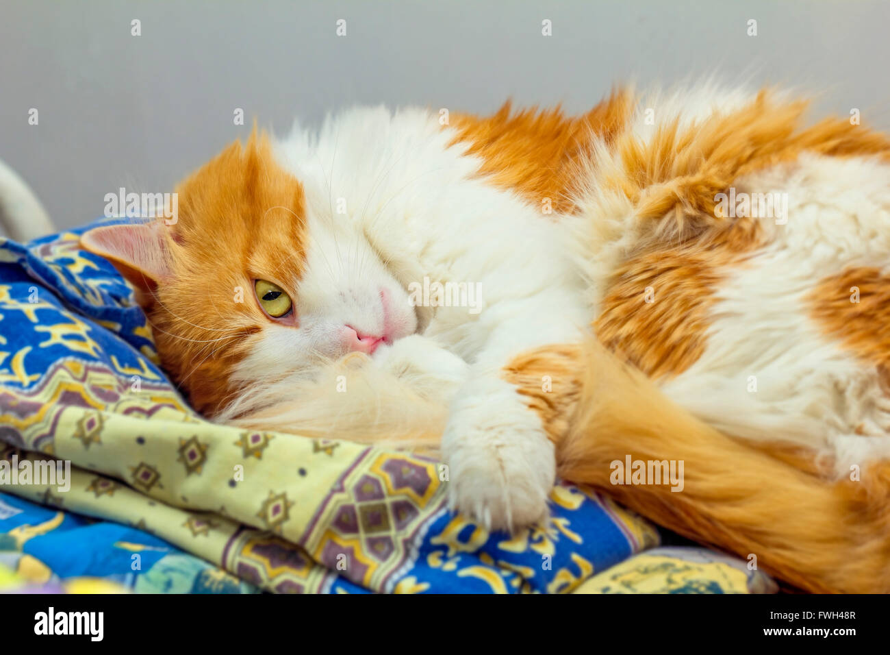 Nice big red cat lies and looks with one eye Stock Photo - Alamy