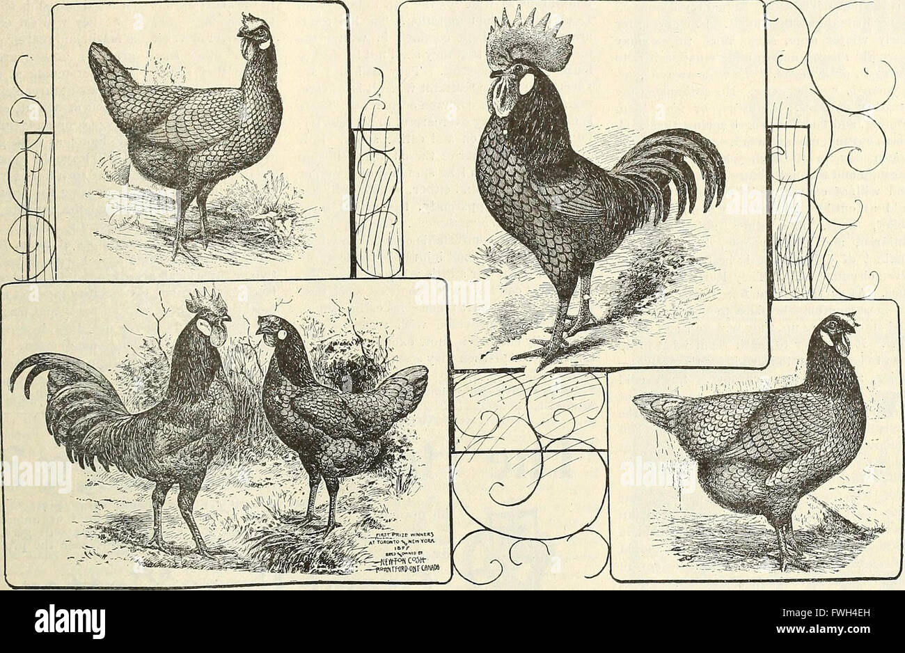 A comprehensive guide on the care and management of farm poultry ...