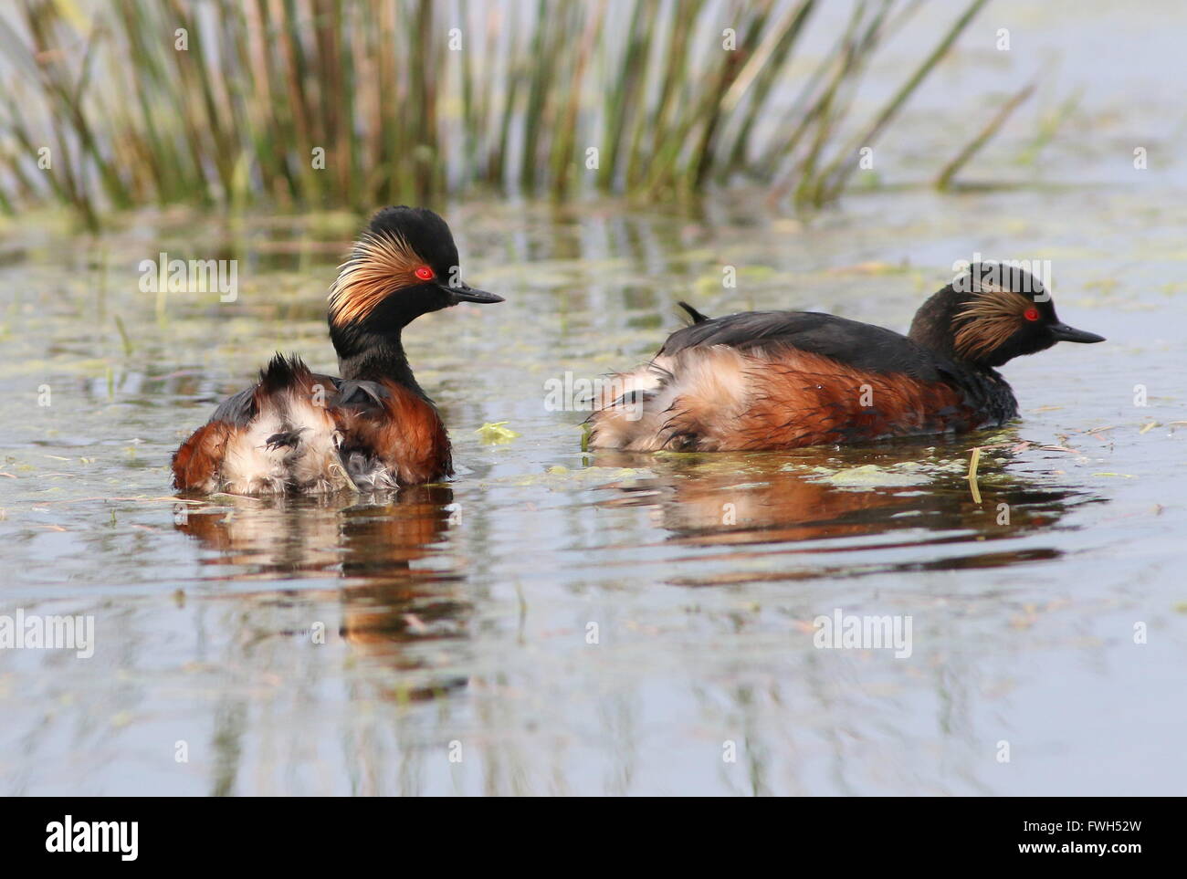 Close-up of a European Black necked Grebe (Podiceps nigricollis) in ...