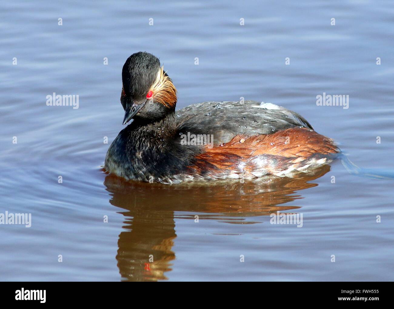 Close-up of a European Black necked Grebe (Podiceps nigricollis) in ...