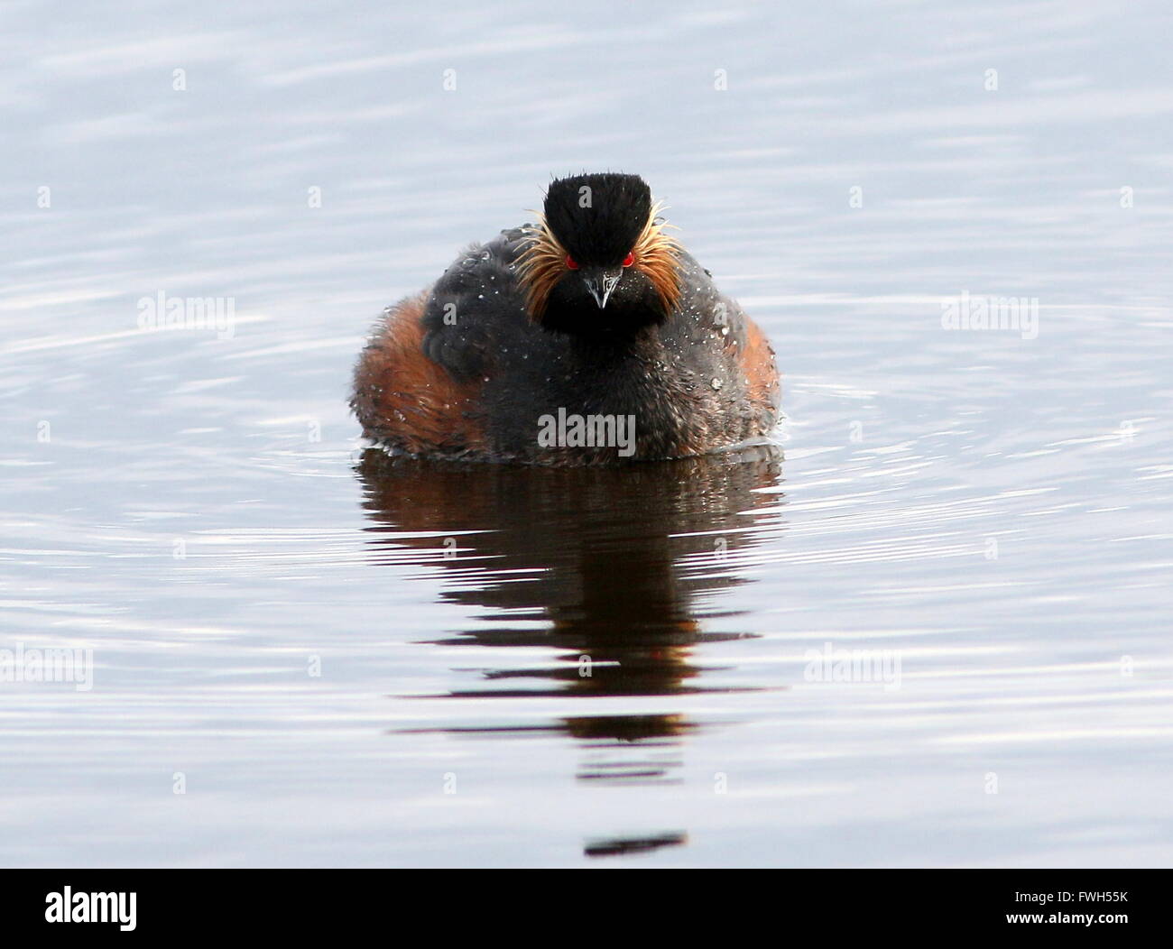 Close-up of a European Black necked Grebe (Podiceps nigricollis) in ...