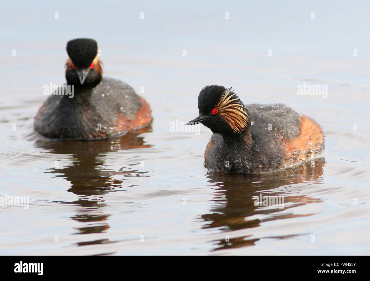 Couple of European Black necked Grebes (Podiceps nigricollis) in full ...