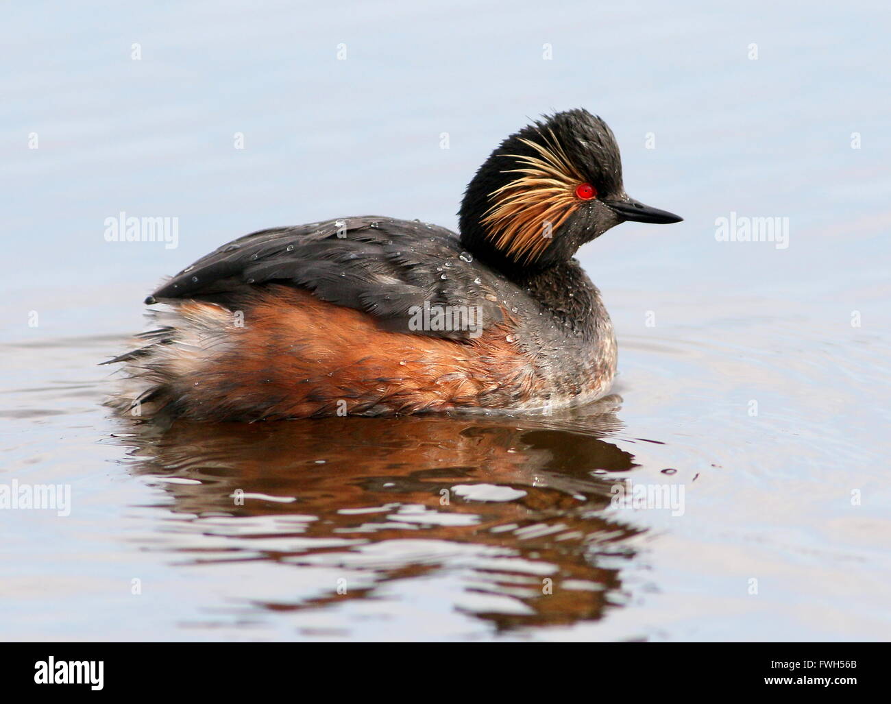 Black necked grebes breeding hi-res stock photography and images - Alamy