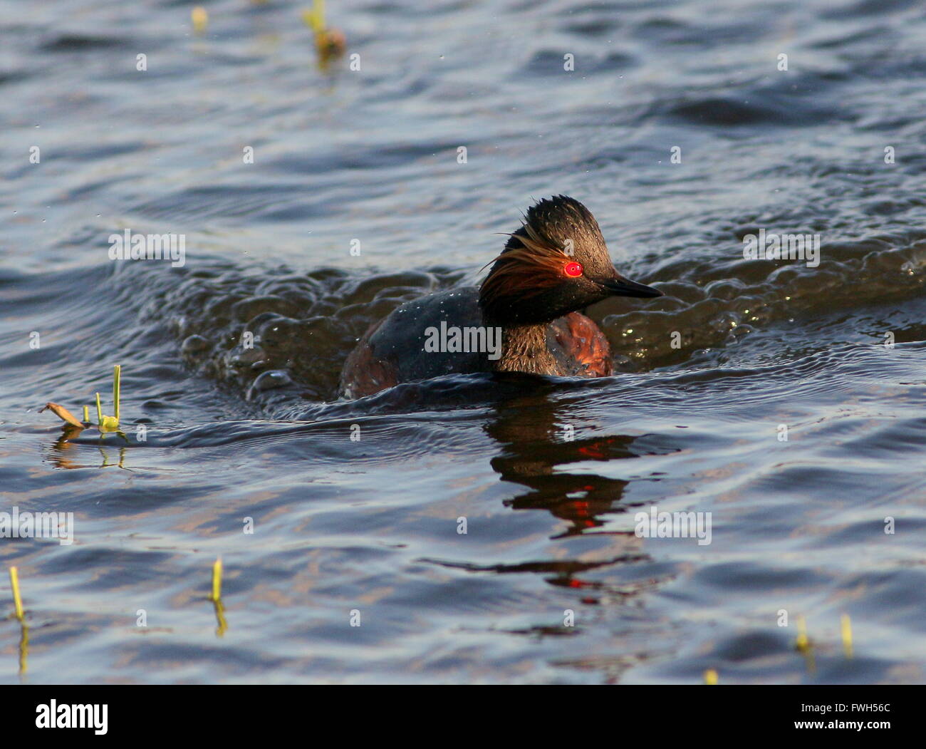 Close-up of a European Black necked Grebe (Podiceps nigricollis) in ...