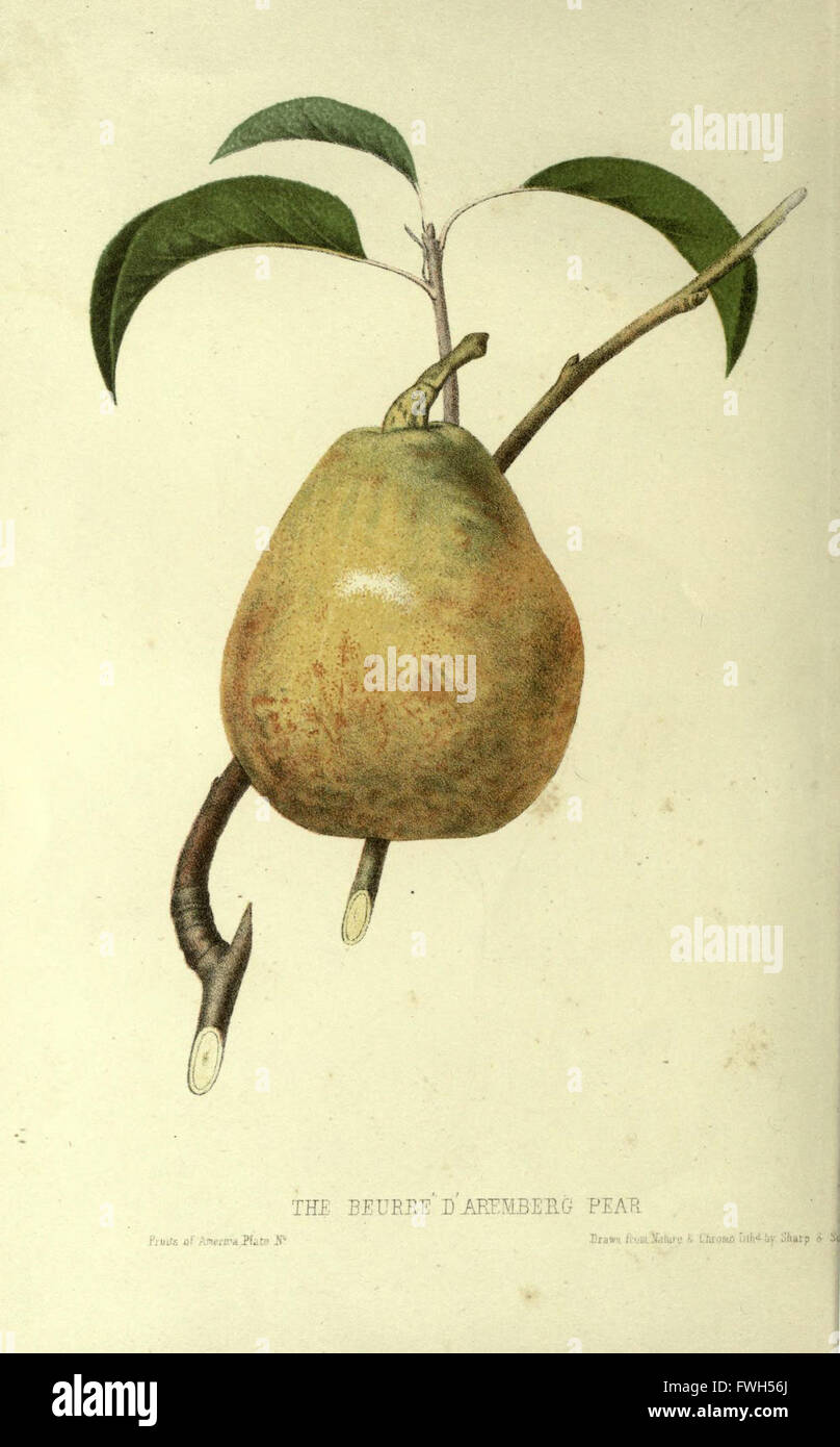 This illustration from 'The Fruits of America' showcases various fruit ...