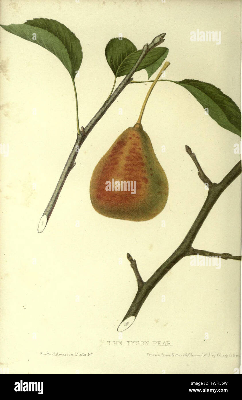 An illustration of American fruits featured in Plate 15, showing a ...