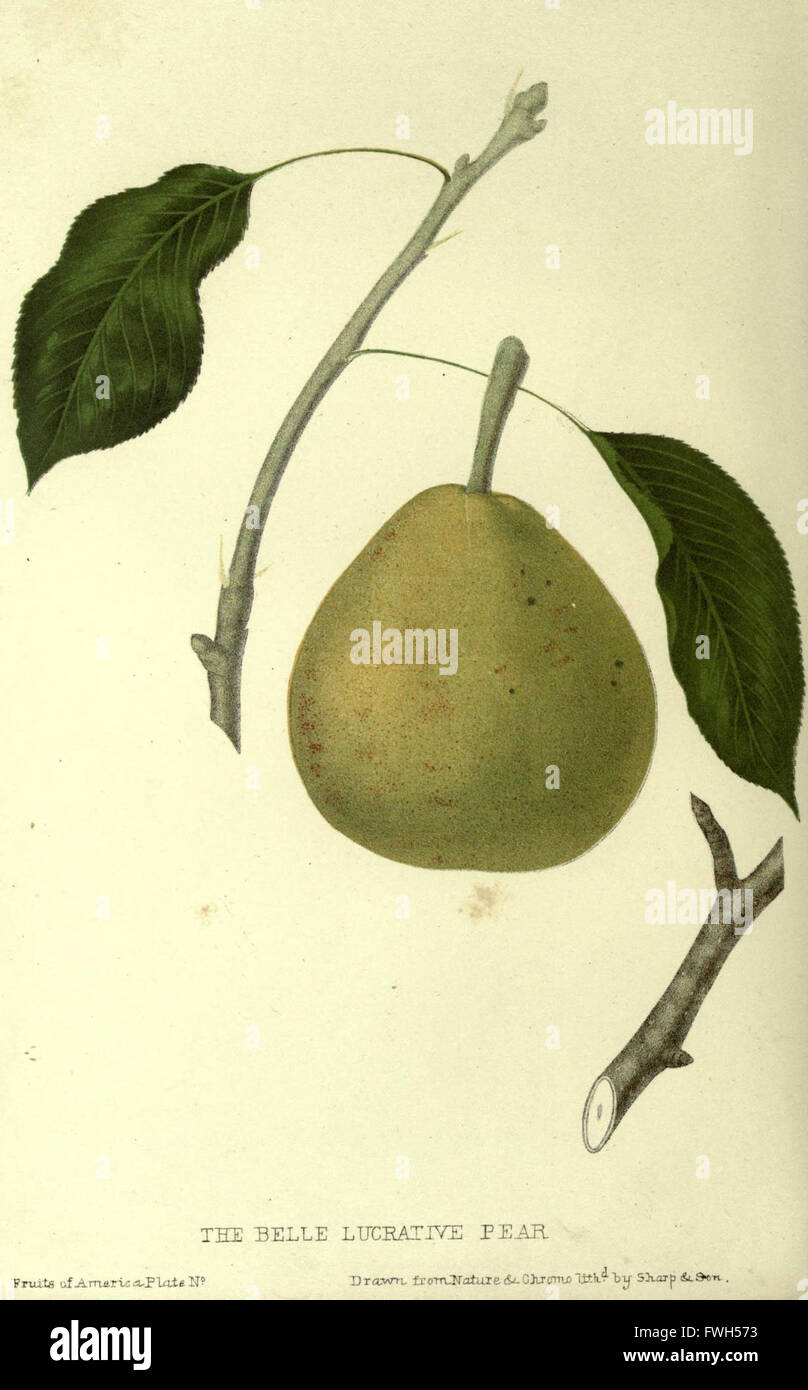 This plate provides a visual record of various fruit species native to ...