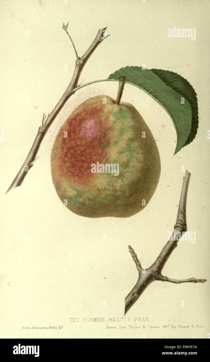 This work showcases a detailed illustration of American fruits ...
