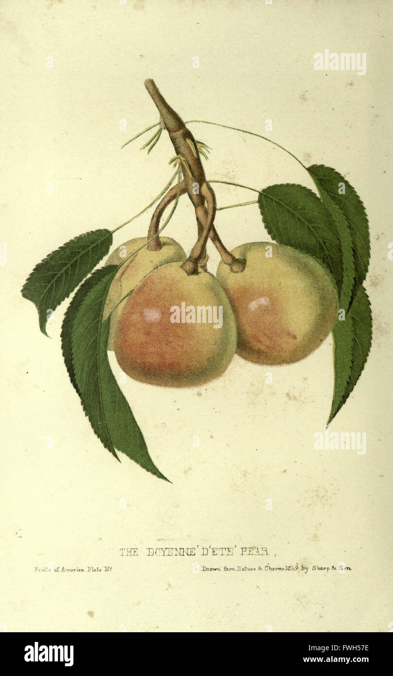 'The Fruits of America' presents detailed illustrations of American ...