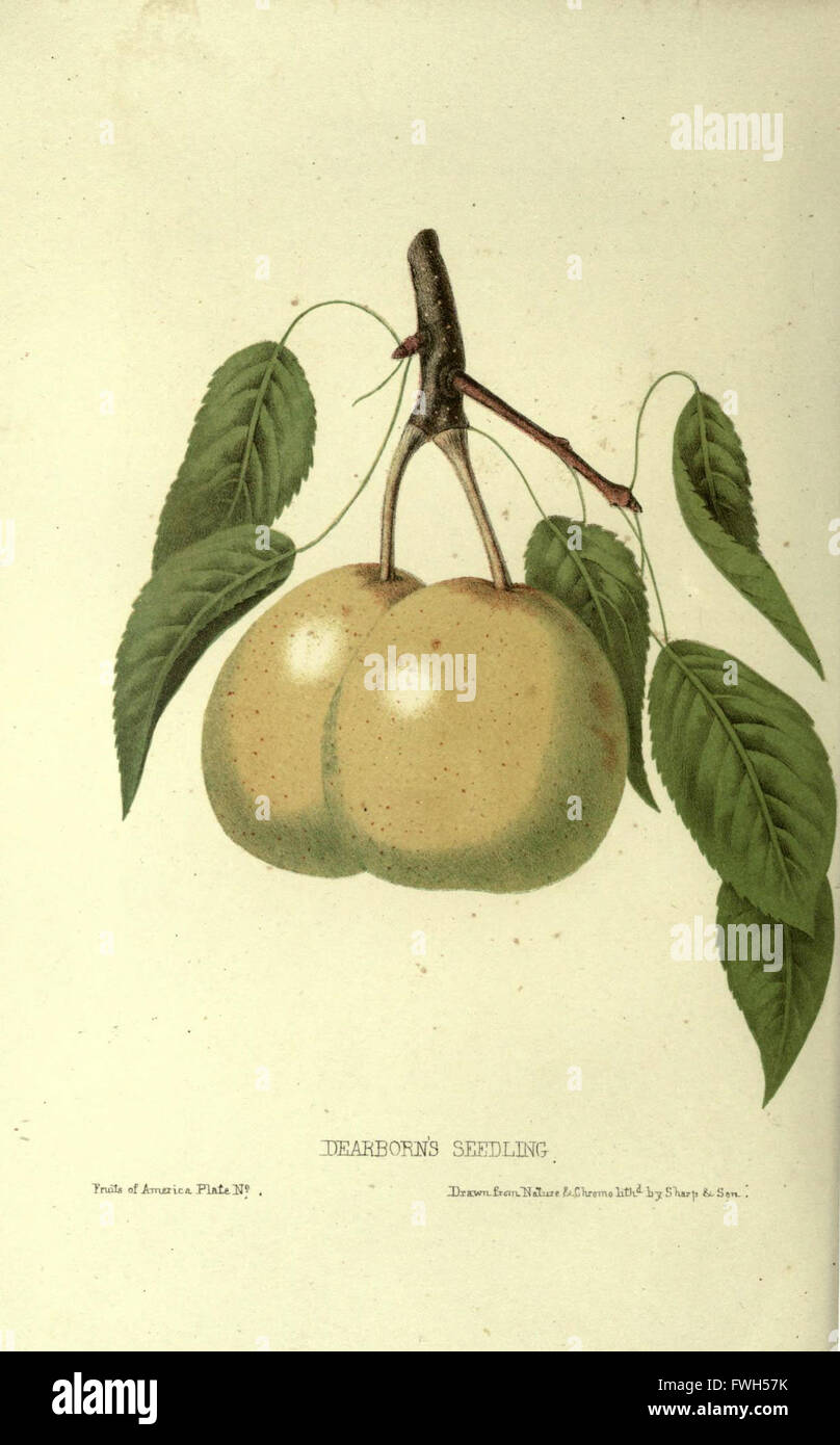 This plate from The Fruits of America showcases a variety of fruit ...
