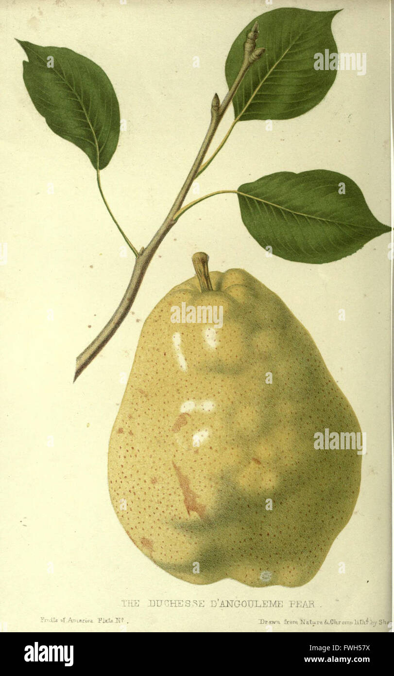 'The Fruits of America' showcases detailed illustrations of American ...