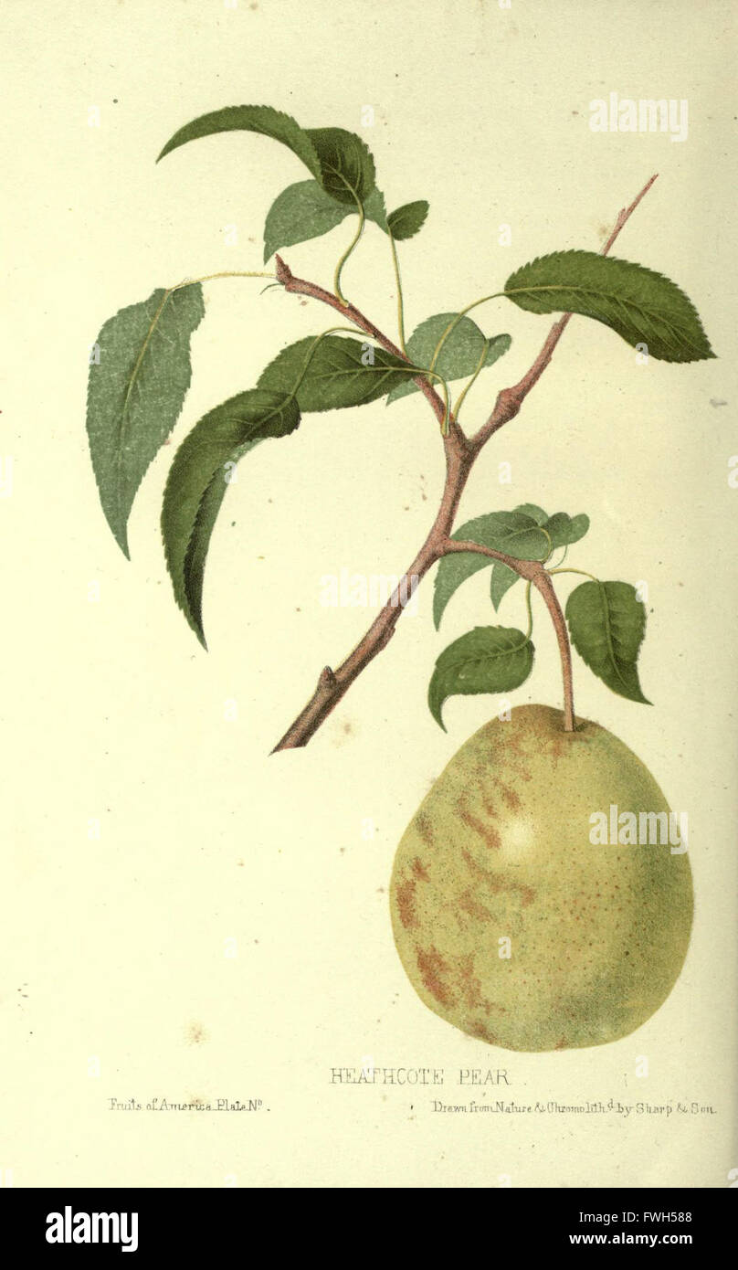 This plate from 'The Fruits of America' displays a variety of American ...