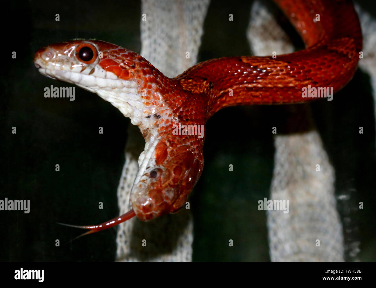Two headed snake hi-res stock photography and images - Alamy