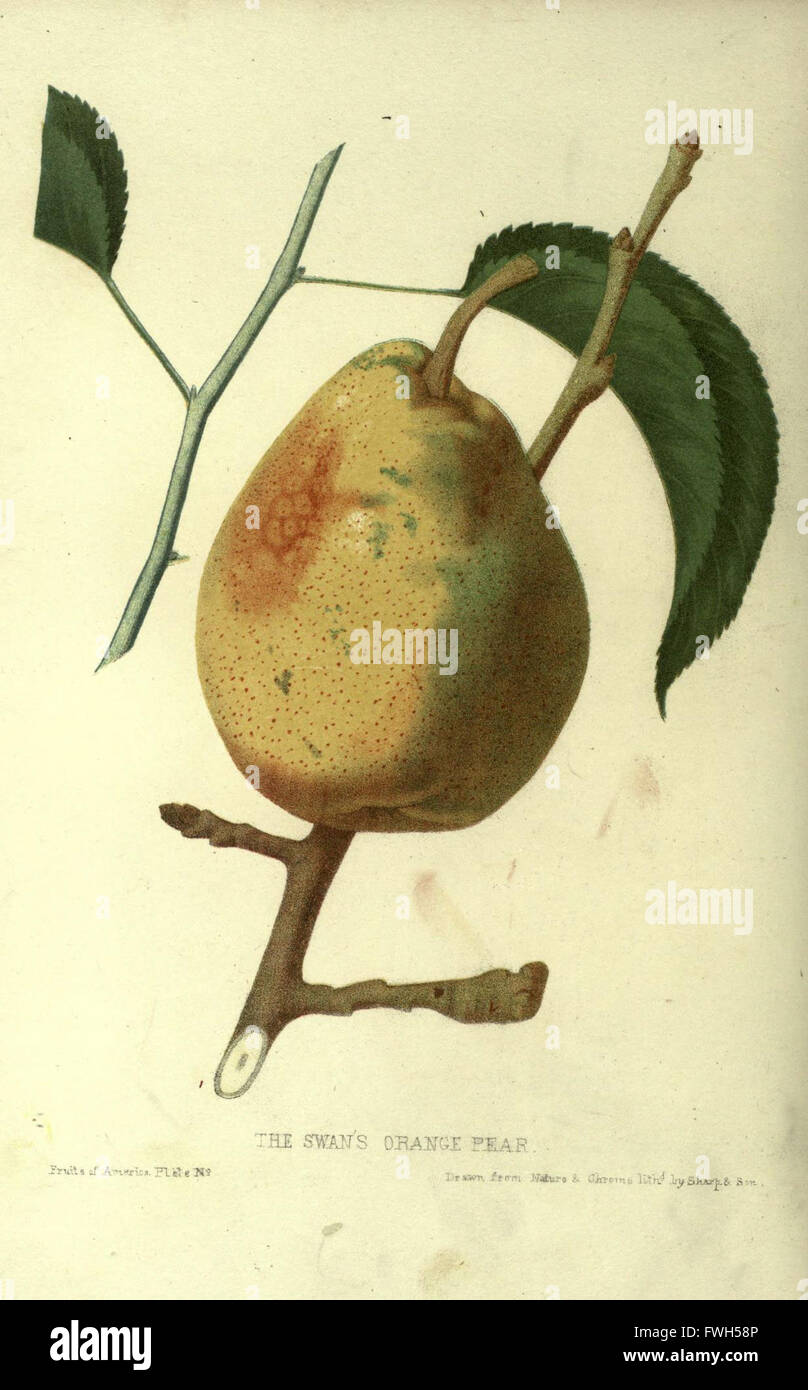 *The Fruits of America* (Plate 9) showcases a variety of American ...