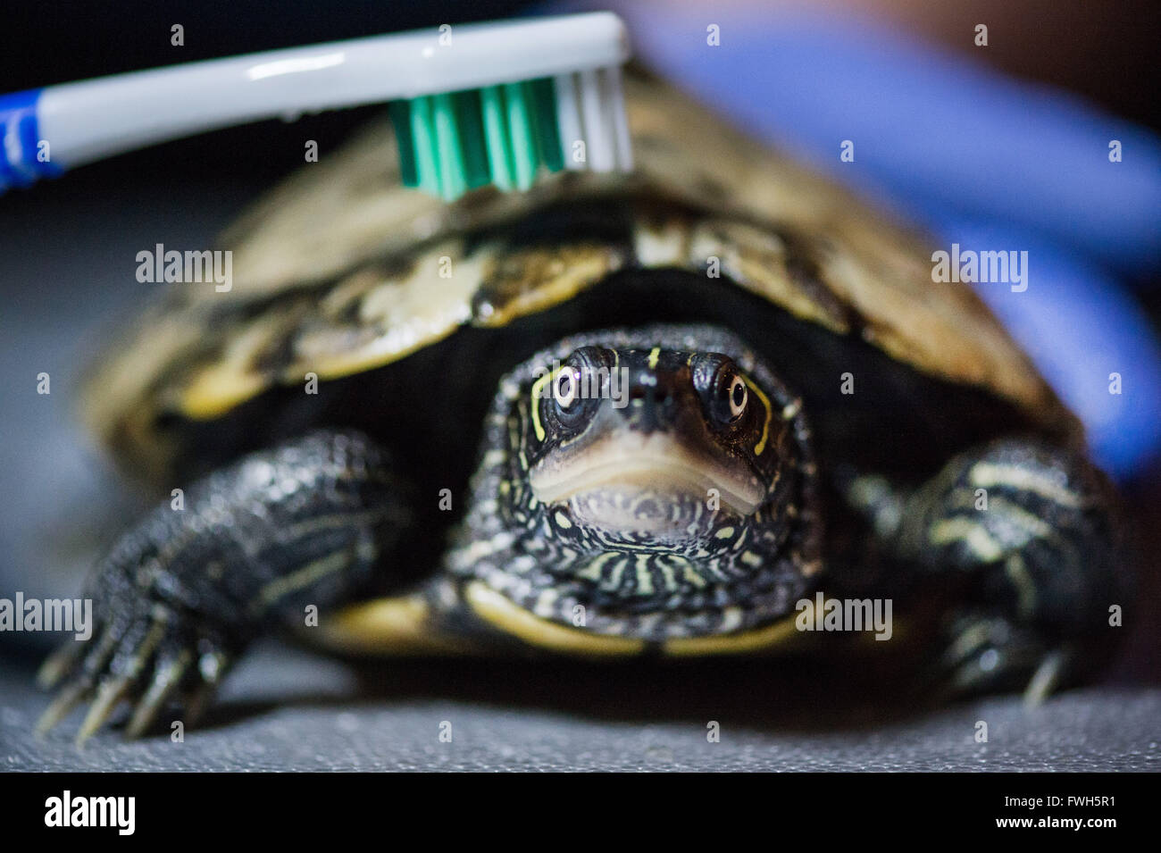 False map turtle hi-res stock photography and images - Alamy