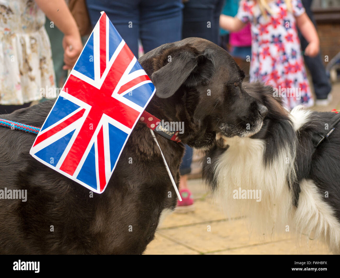 A black dog wearing a Union Jack flag in its collar greeting another ...