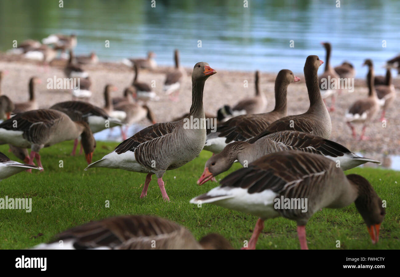 Herrsching, Germany. 11th June, 2016. Gray geese seen at the shore of ...