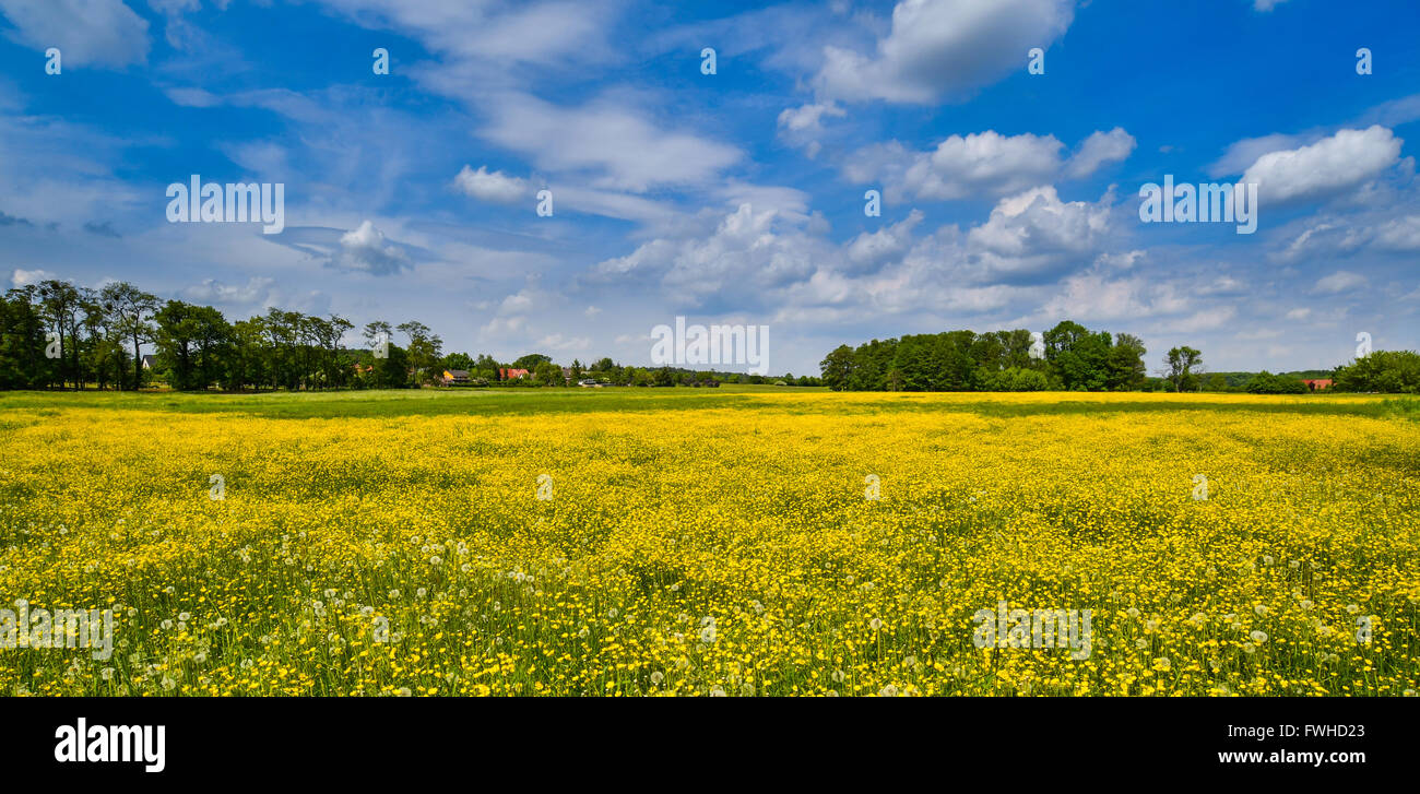 Yellow crowfoot plants blossom an a field at the 'Unteres Odertal ...