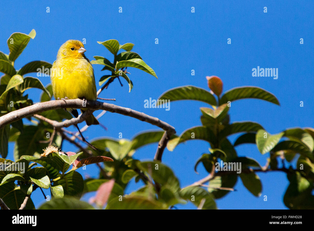 Asuncion, Paraguay. 11th June, 2016. A male Saffron finch (Sicalis ...