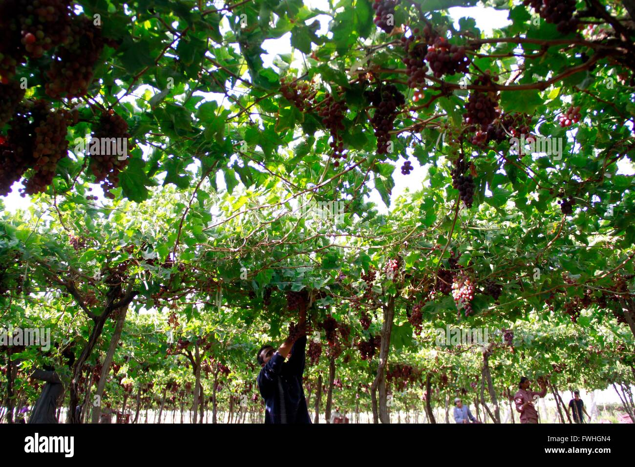 Monofiya hi-res stock photography and images - Alamy