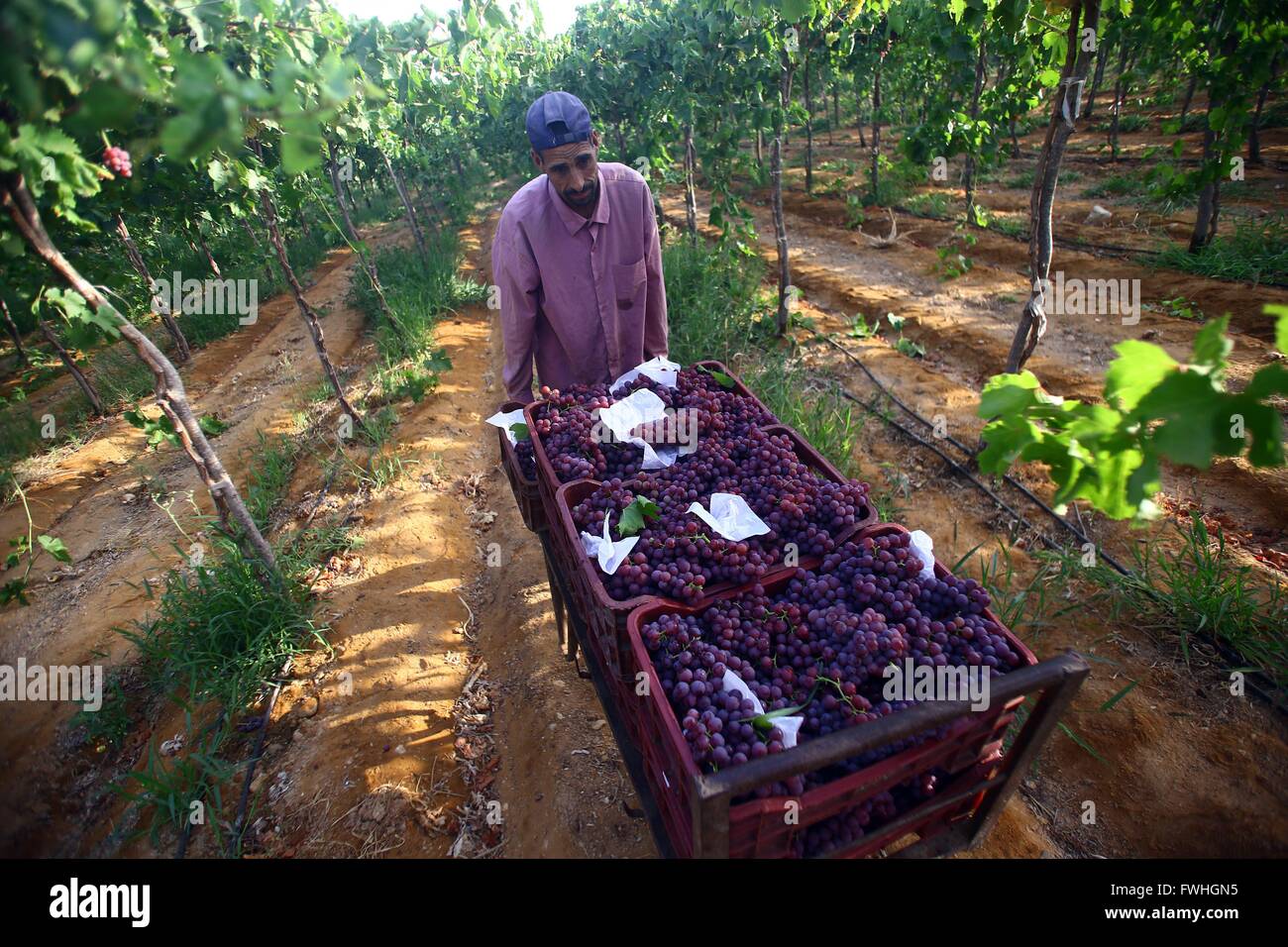 Monofiya hi-res stock photography and images - Alamy