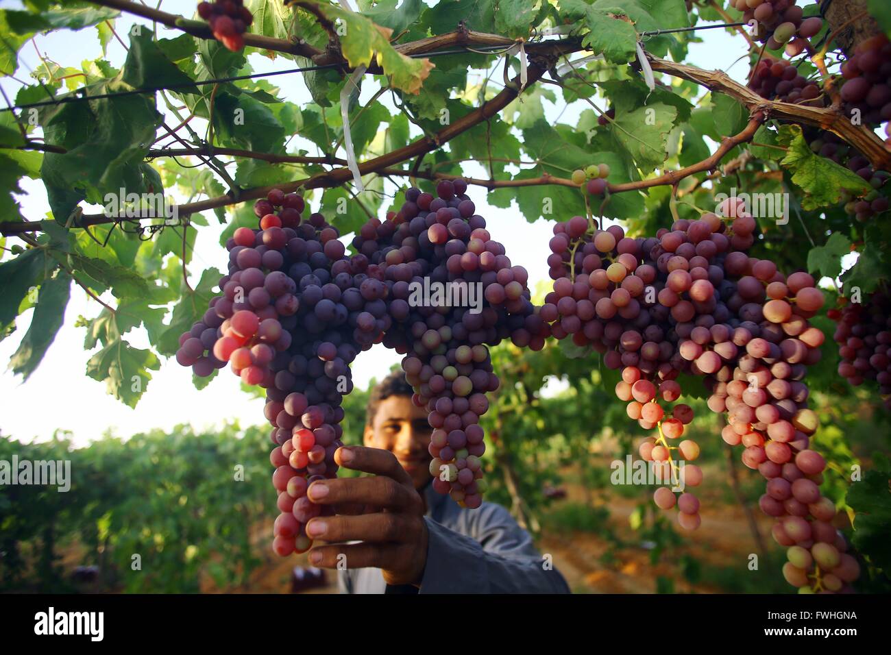 Monofiya, Egypt. 11th June, 2016. A farmer picks grapes at a red grape ...
