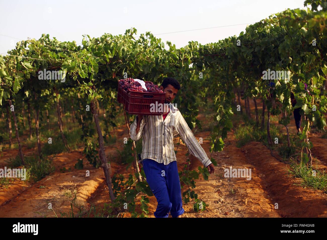 Monofiya hi-res stock photography and images - Alamy