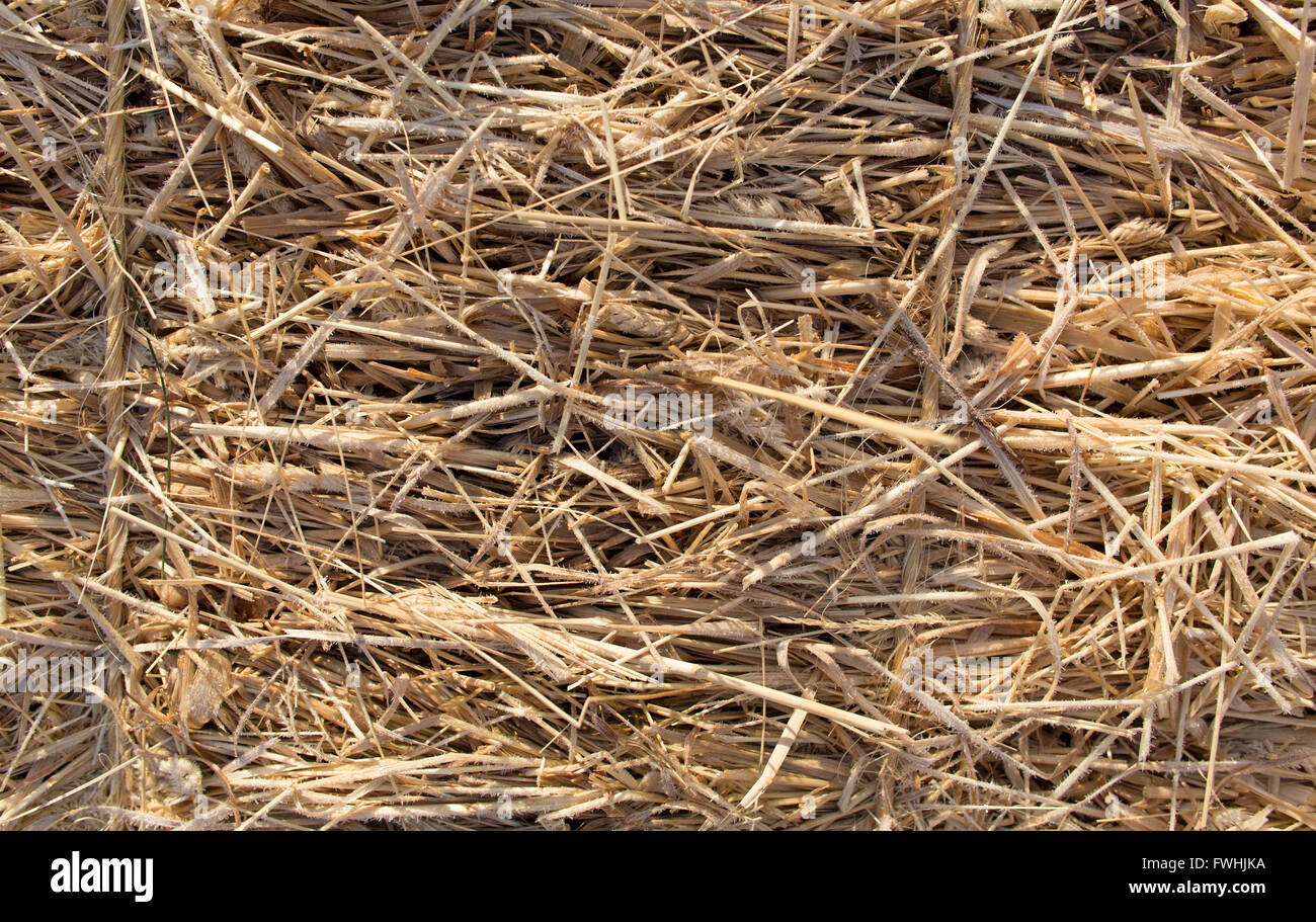 Hay bale cow hi-res stock photography and images - Alamy