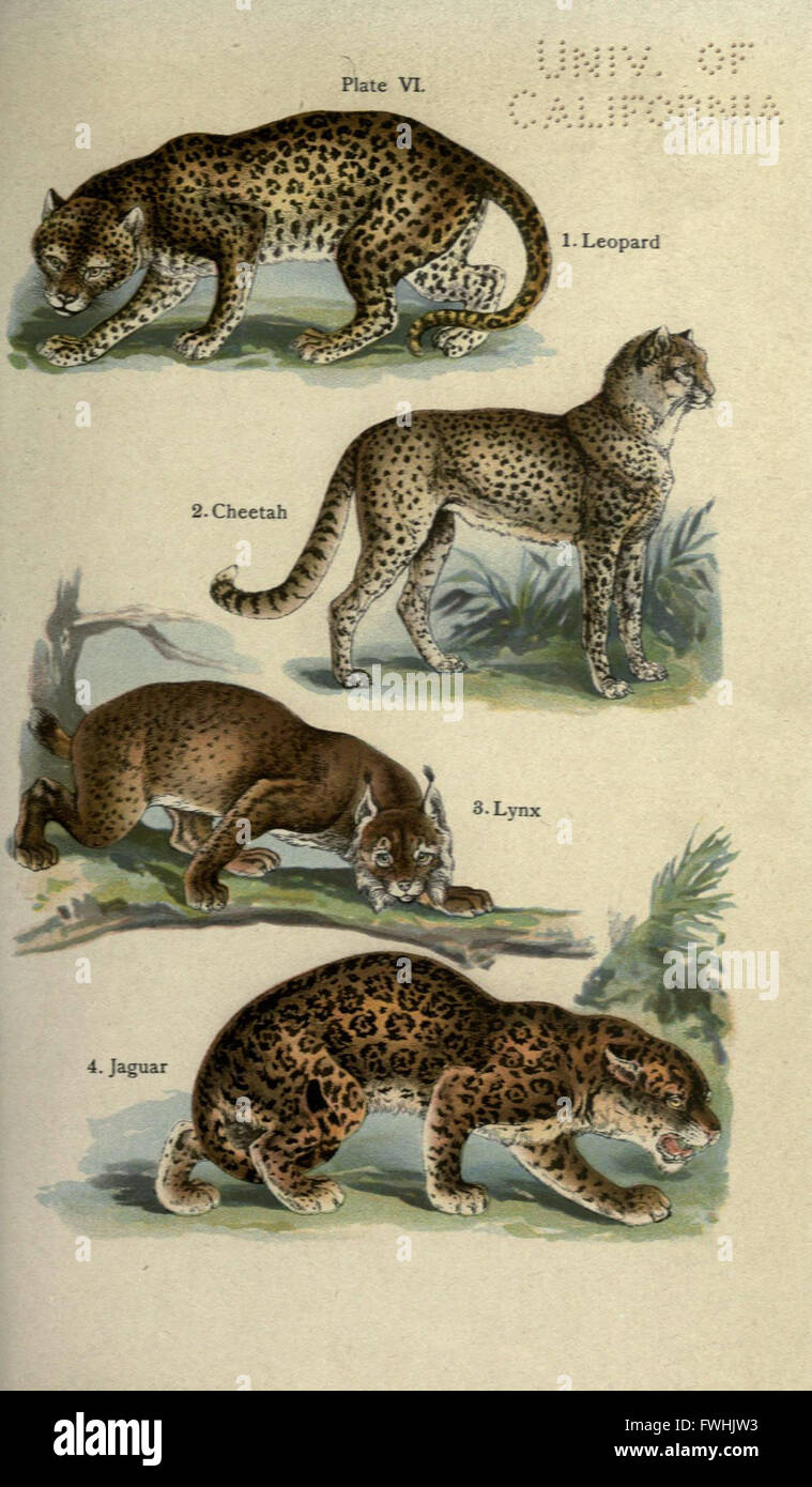 'The Handy Natural History' is a colorful natural history guide ...