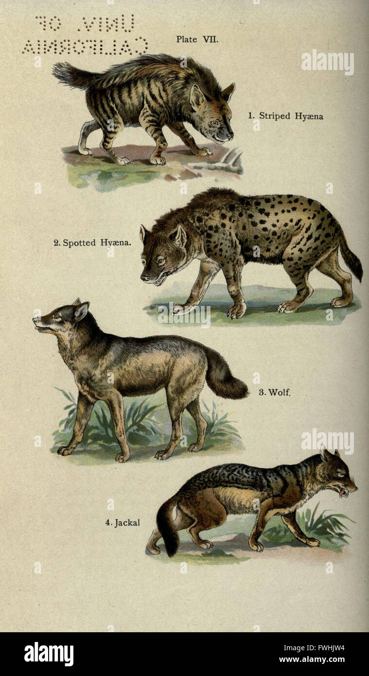 'The Handy Natural History' offers concise and accessible descriptions ...