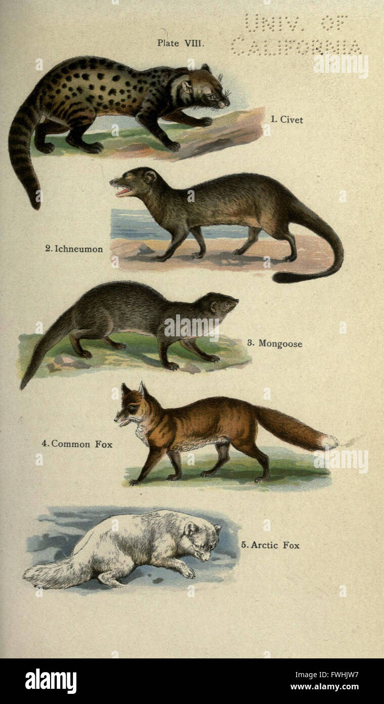 'The Handy Natural History' provides a compact overview of natural ...