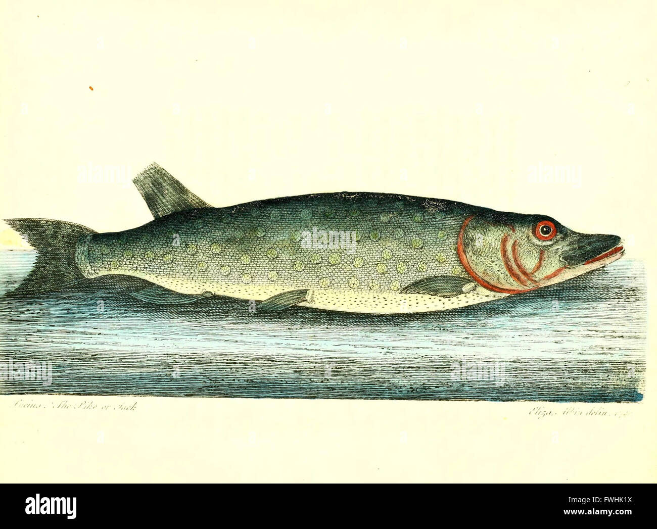 This work explores the history of edible fish, focusing on their ...