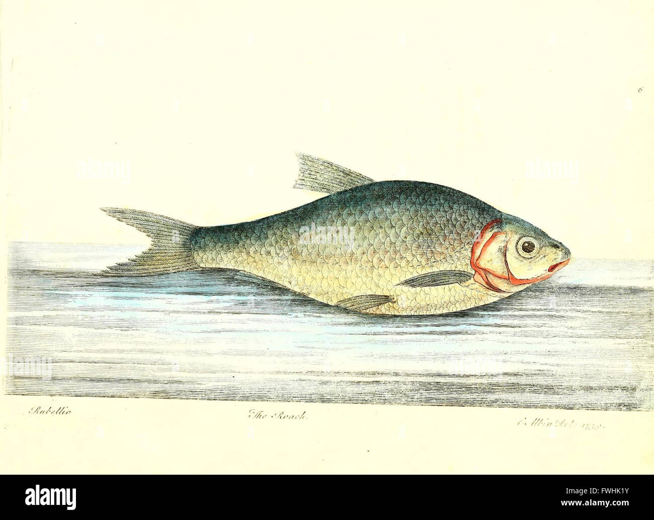 The history of esculent fish (Plate 13 Stock Photo - Alamy