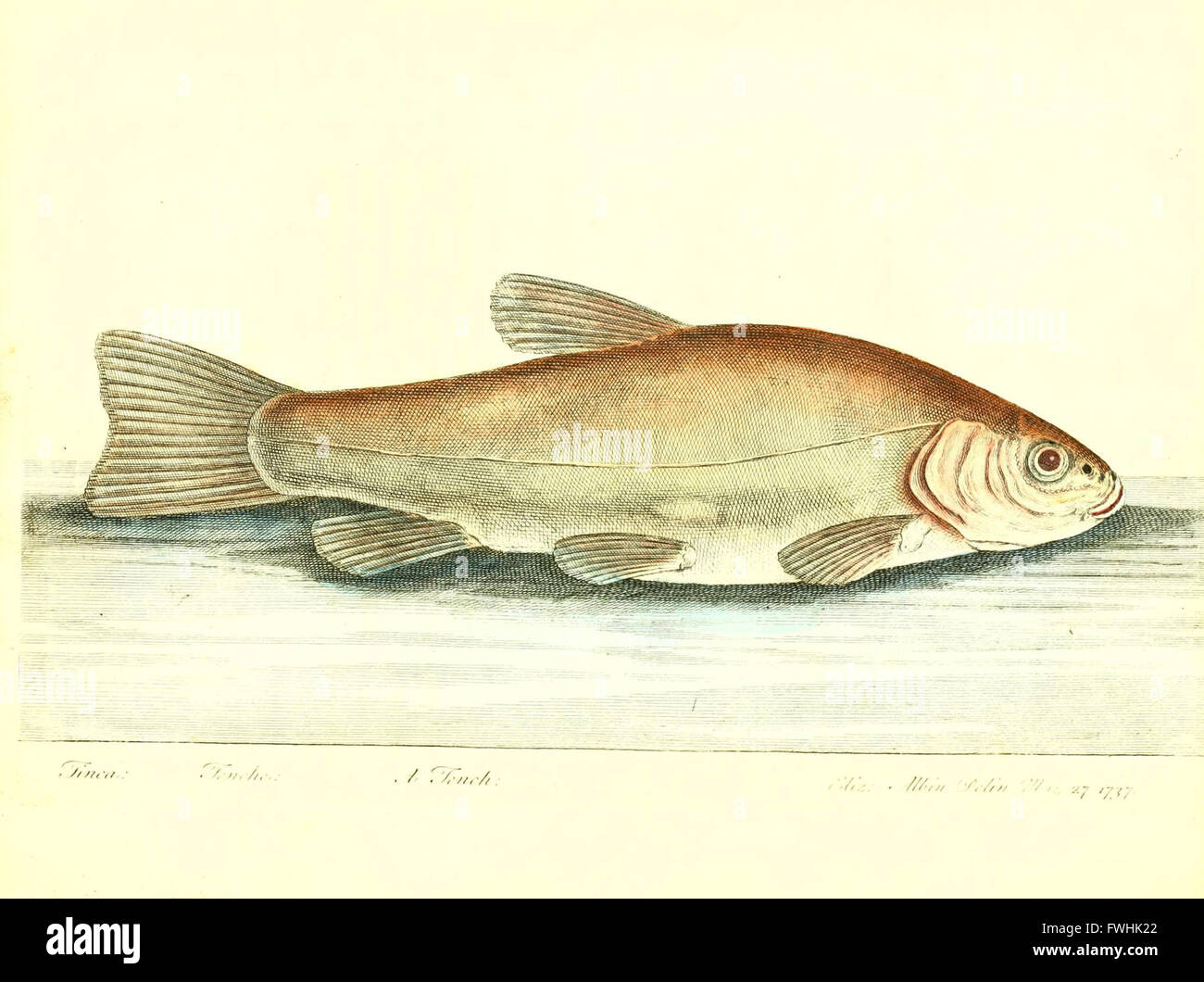 The history of esculent fish (Plate 15 Stock Photo - Alamy