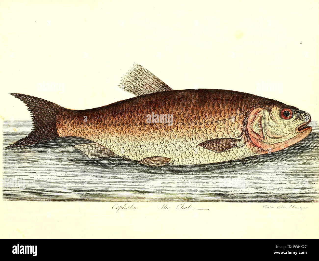 The history of esculent fish (Plate 3 Stock Photo - Alamy