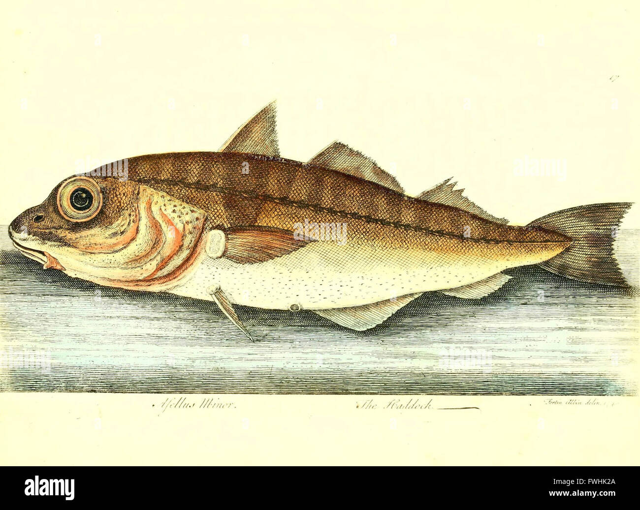 This work, featuring Plate 5, details the history and culinary uses of ...