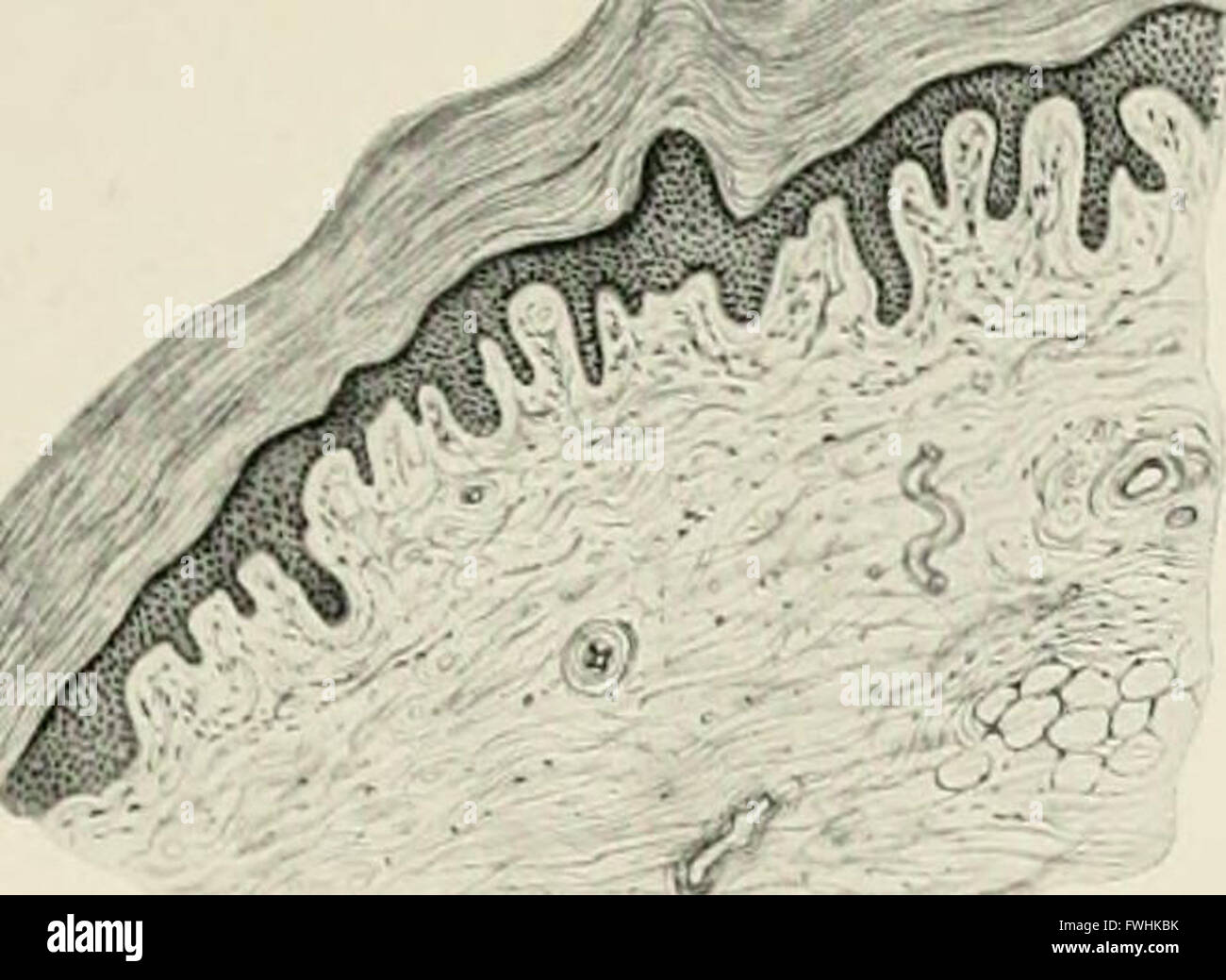 The horse, its treatment in health and disease with a complete guide to breeding, training and ...