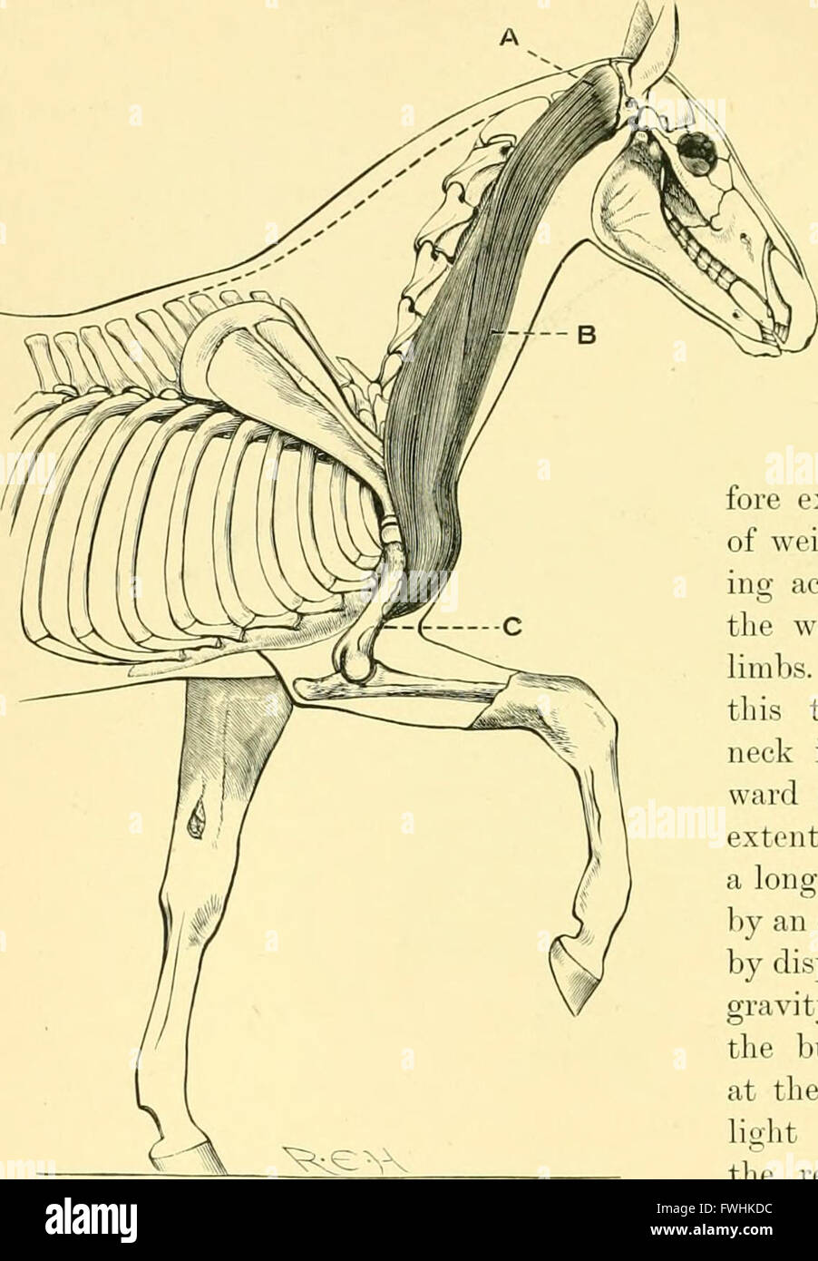 The Horse - its treatment in health and disease, with a complete guide to breeding, training and ...