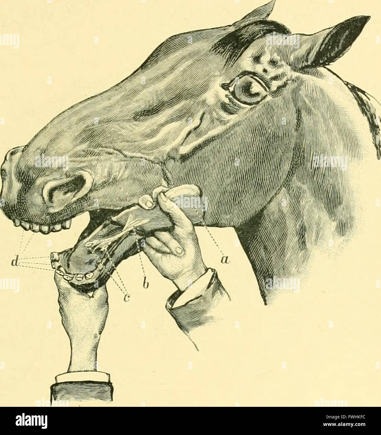 The Horse - its treatment in health and disease, with a complete guide to breeding, training and ...